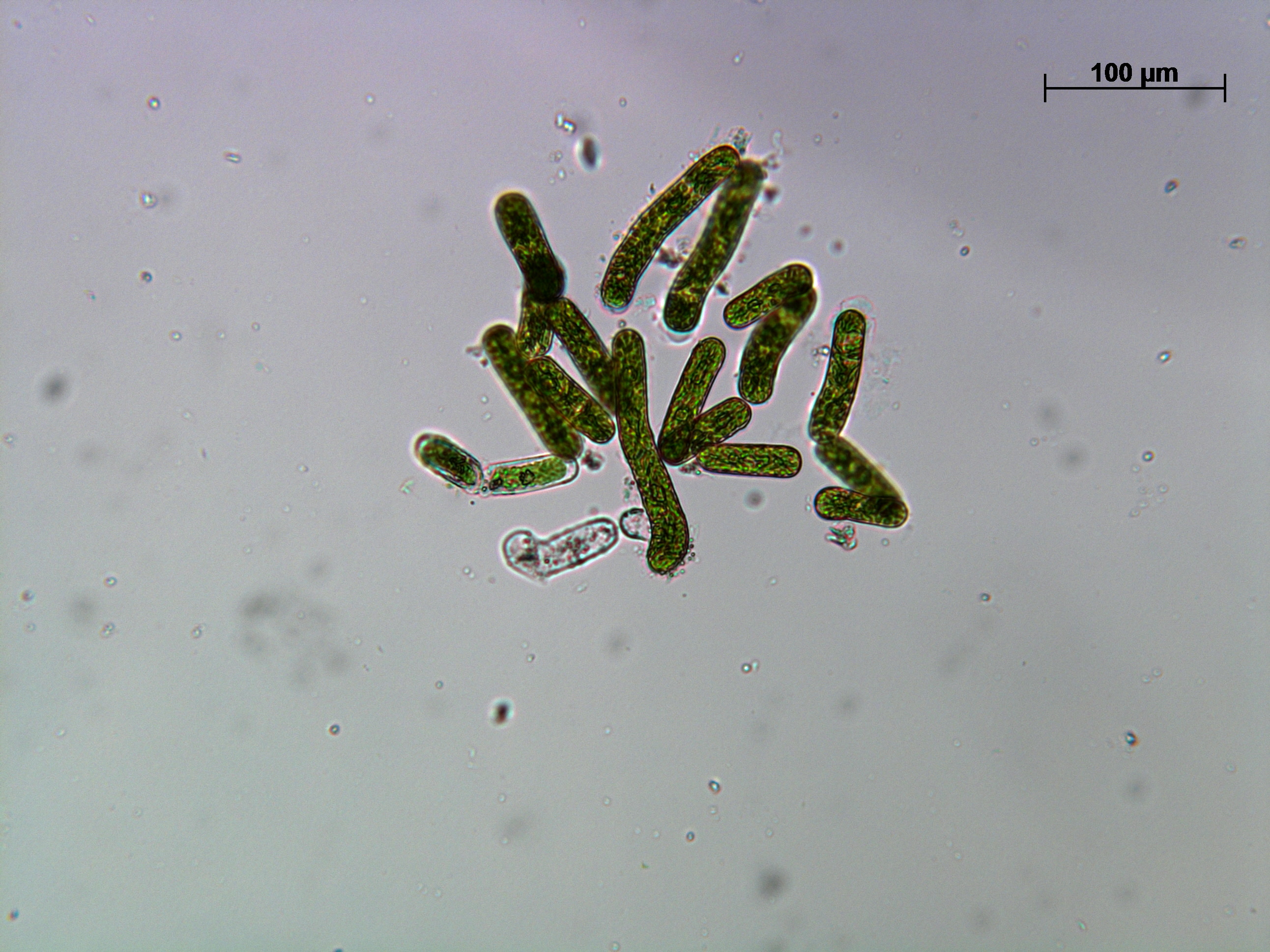 microorganizma Object Detection Model by micro