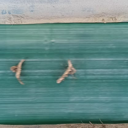 CounterV2 Object Detection Dataset by Miscanthus counting