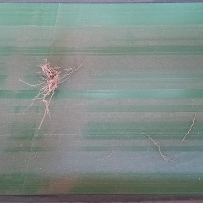 MiscanthusV1 Object Detection Dataset and Pre-Trained Model by Miscanthus counting