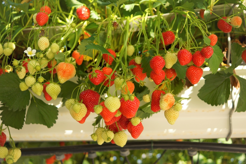 Strawberry Dataset Object Detection Dataset And Pre Trained Model By Test