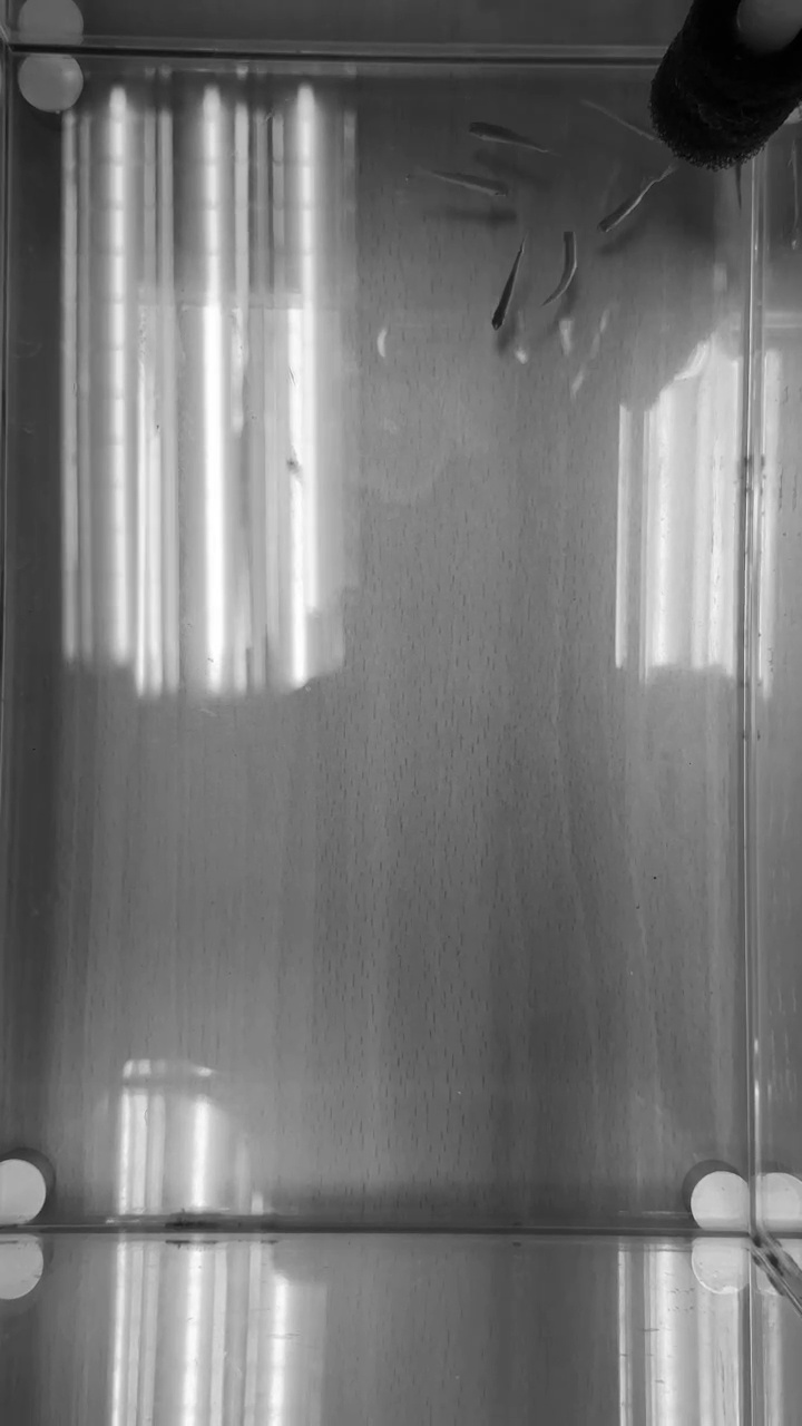 zebrafish Object Detection Dataset by guppy