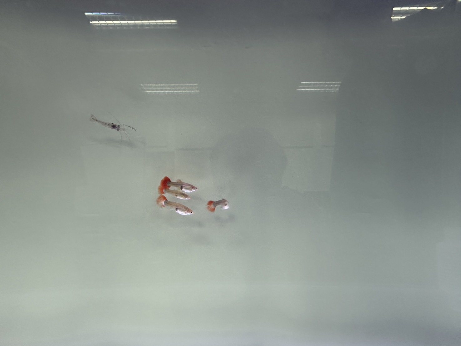 fish Object Detection Dataset by guppy