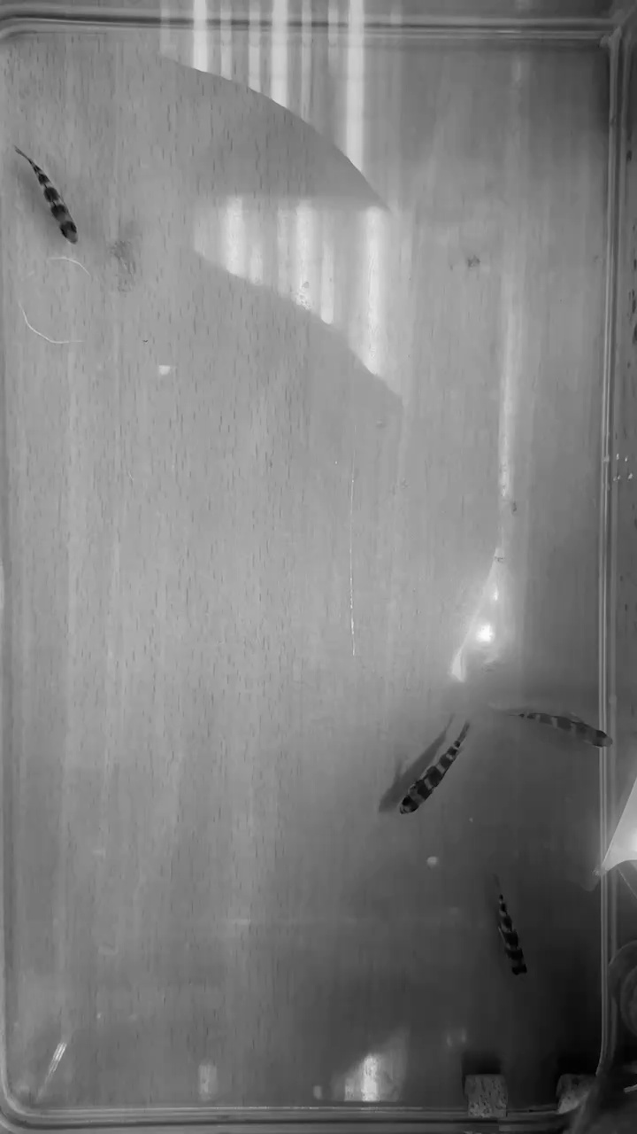 grayscale burundi Object Detection Dataset by guppy