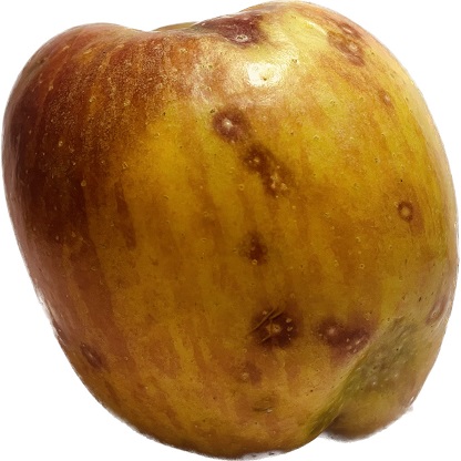 Classification of Apples Classification Dataset and Pre-Trained Model ...