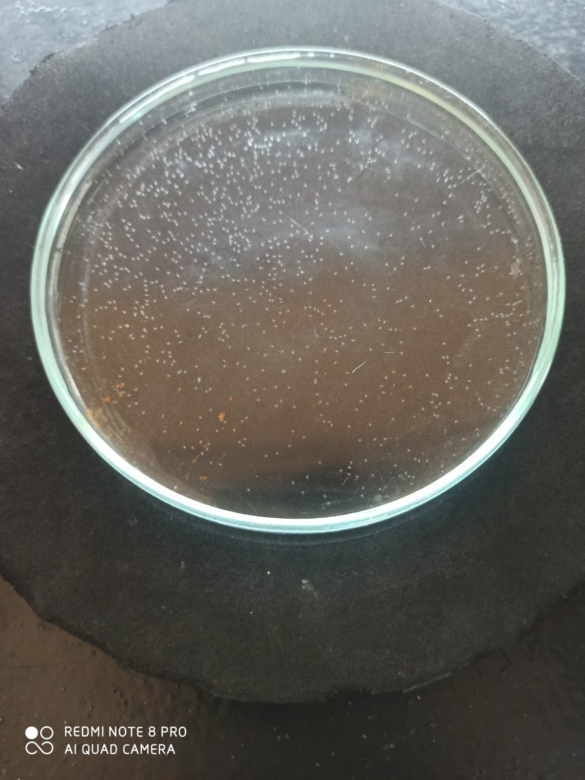 Náuplios_Imagem_Completa Object Detection Model by ProjetoNuplios