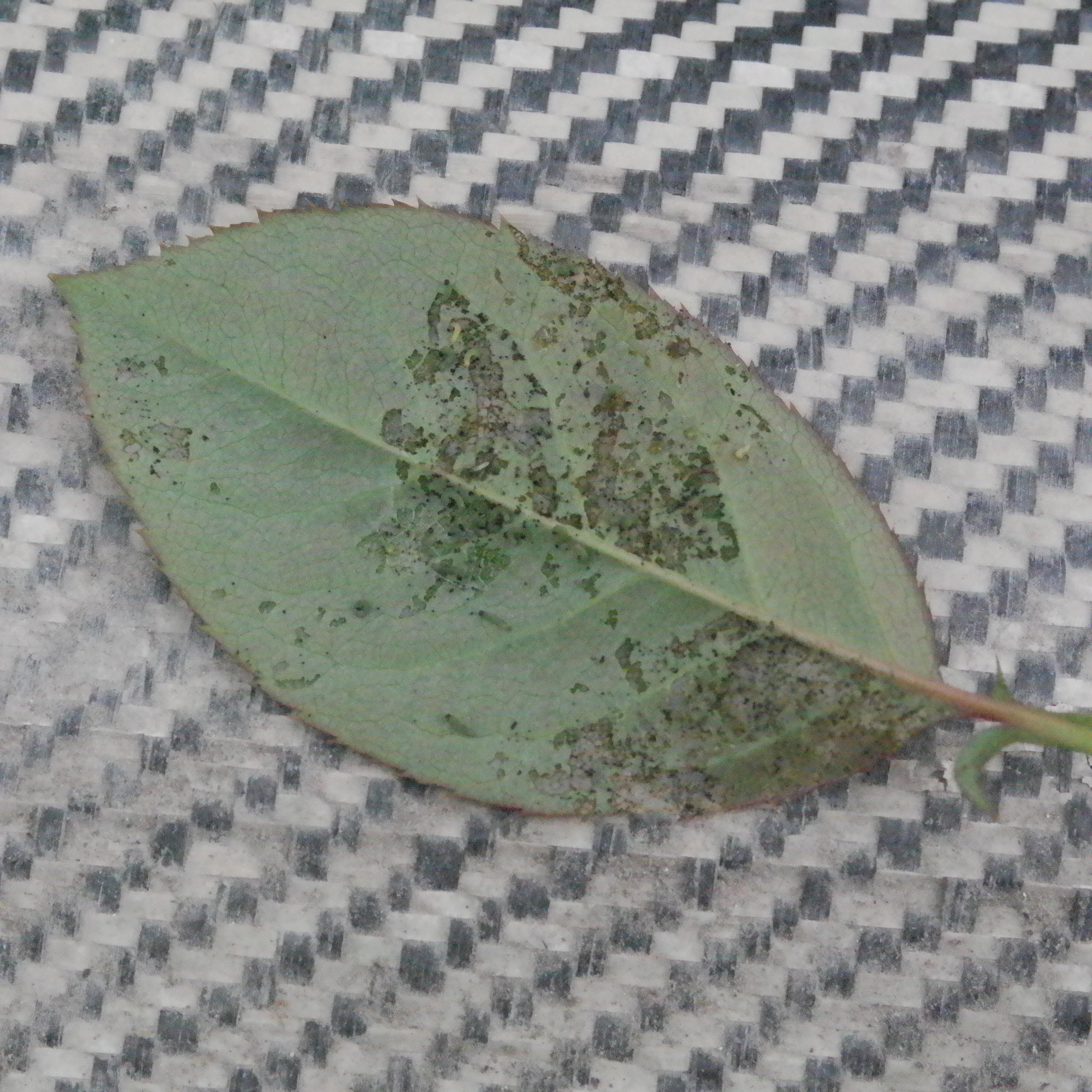 leaf disease Object Detection Dataset by AK