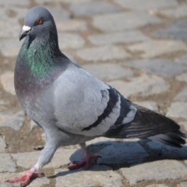 drone_bird Object Detection Dataset and Pre-Trained Model by drone detection