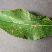 copy SESTA.v3 Object Detection Dataset by Sami