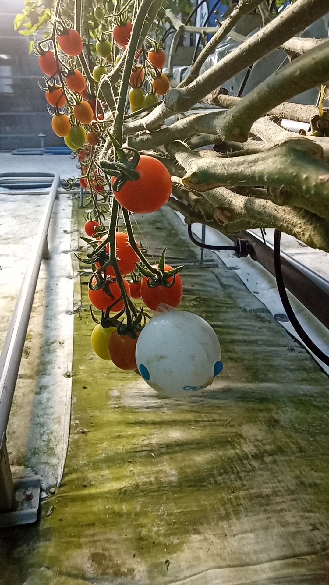 asai farm tomatoes 2 Instance Segmentation Dataset and Pre-Trained Model by warut