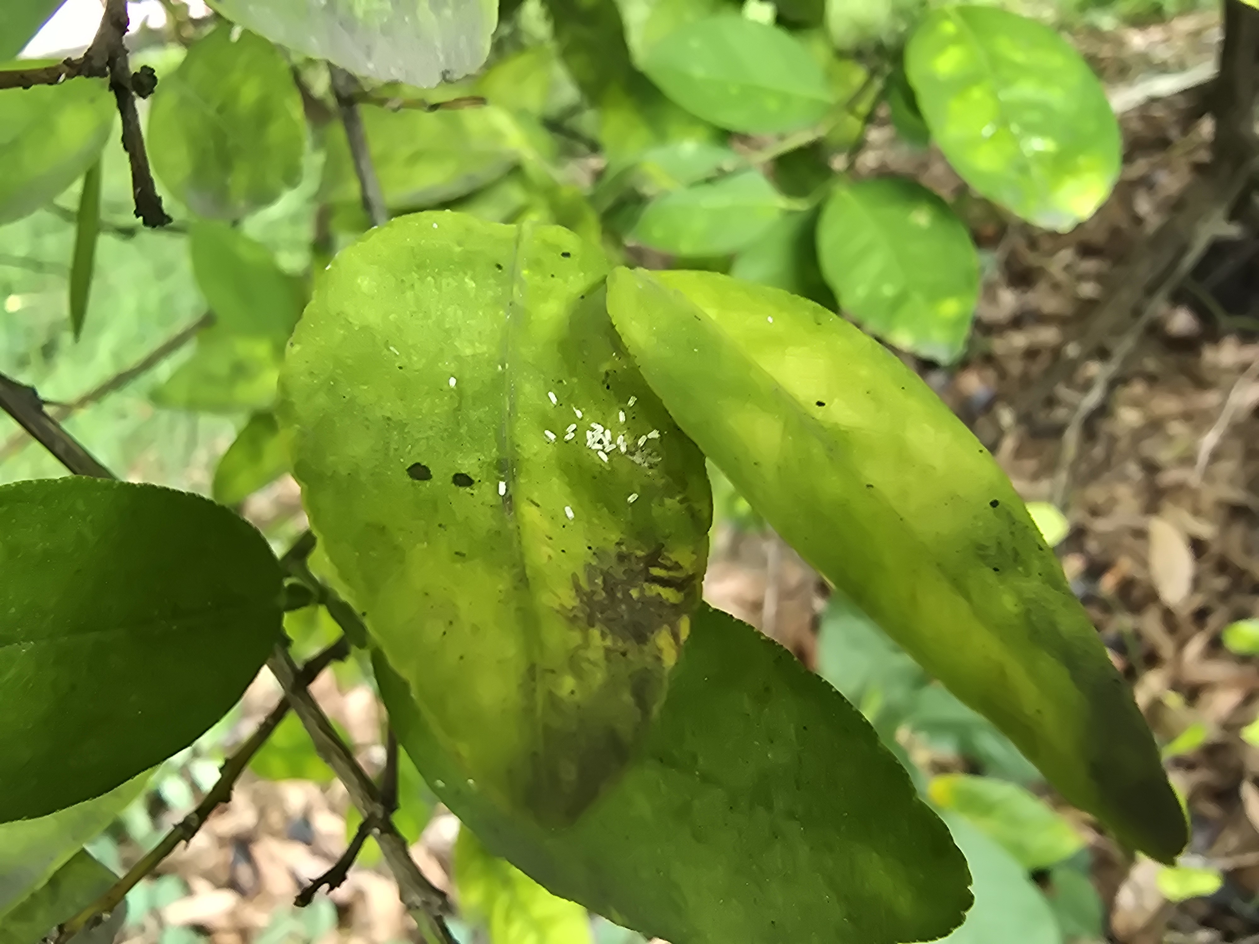 Detector_de_plaga Object Detection Model by Estudiante