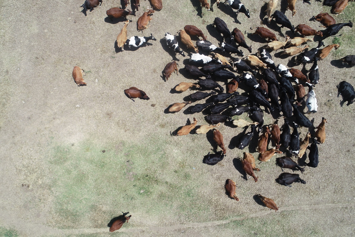 Cow Detection Object Detection Dataset And Pre Trained Model By Mydata