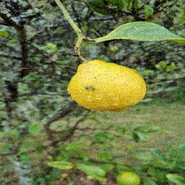 lemon Instance Segmentation Dataset by uou