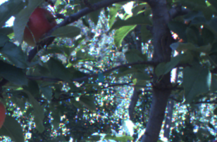 Apple Seg Object Detection Dataset and Pre-Trained Model by appleDS