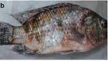 Tilapia Skin DIsease Object Detection Dataset by inchang