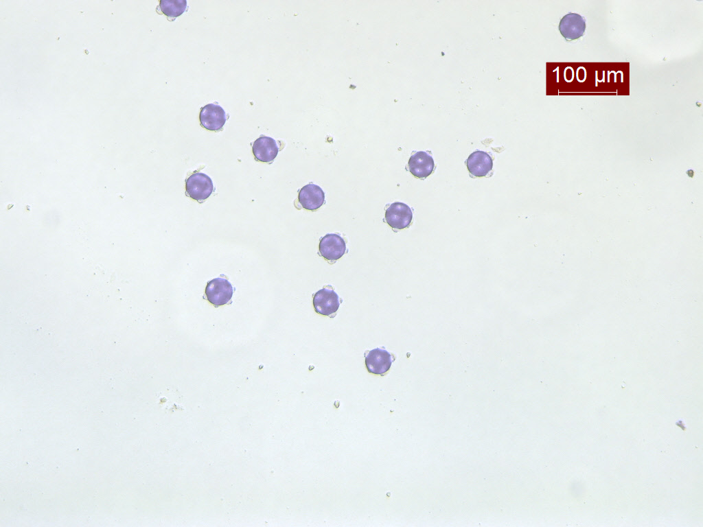 10x Pollen Detection Object Detection Model V5 Pollen Detection Noclass By Pollenai