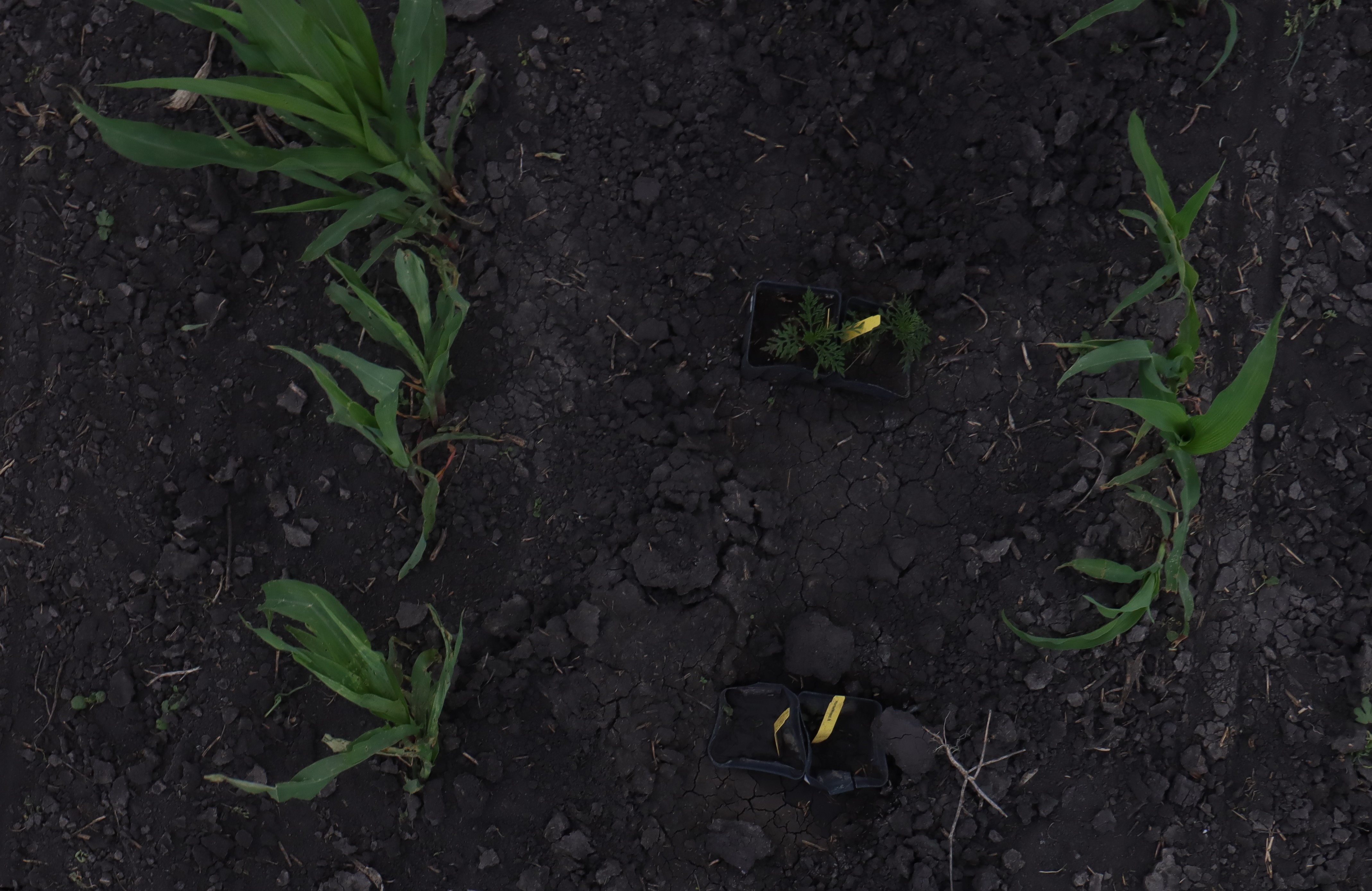 Corn Object Detection Dataset by Snacks and water