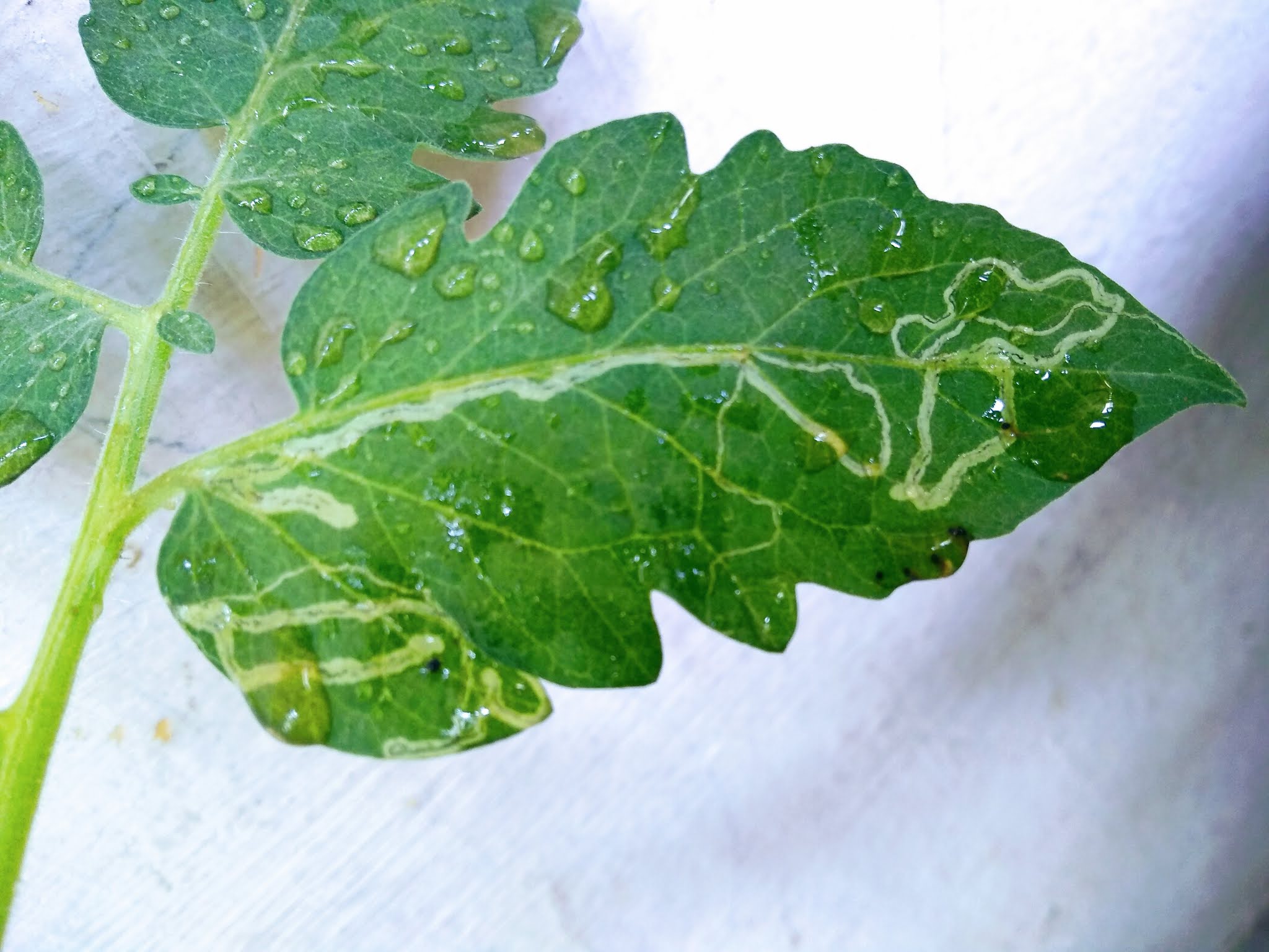 Spider Mites Object Detection Model (v29, 2023-06-20 6:30am) by Bryan