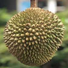 durian Object Detection Model by zakirkx12