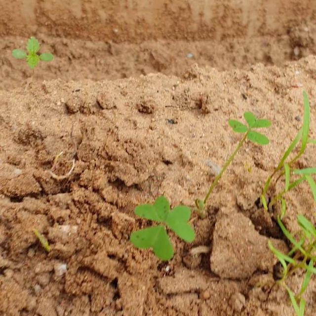 Carrot Plant And Weed Detection Object Detection Dataset By Vision Merging