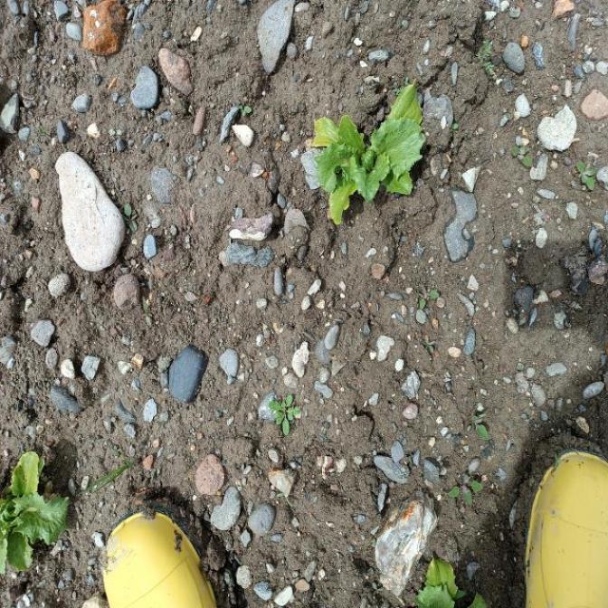 Sugarbeet And Weed Detection Object Detection Dataset By Vision Merging