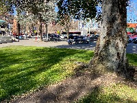 Top Tree Datasets and Models | Roboflow Universe