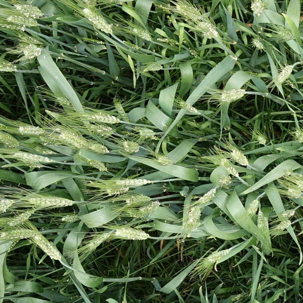 Wheat Head Detection Instance Segmentation Dataset And Pre Trained
