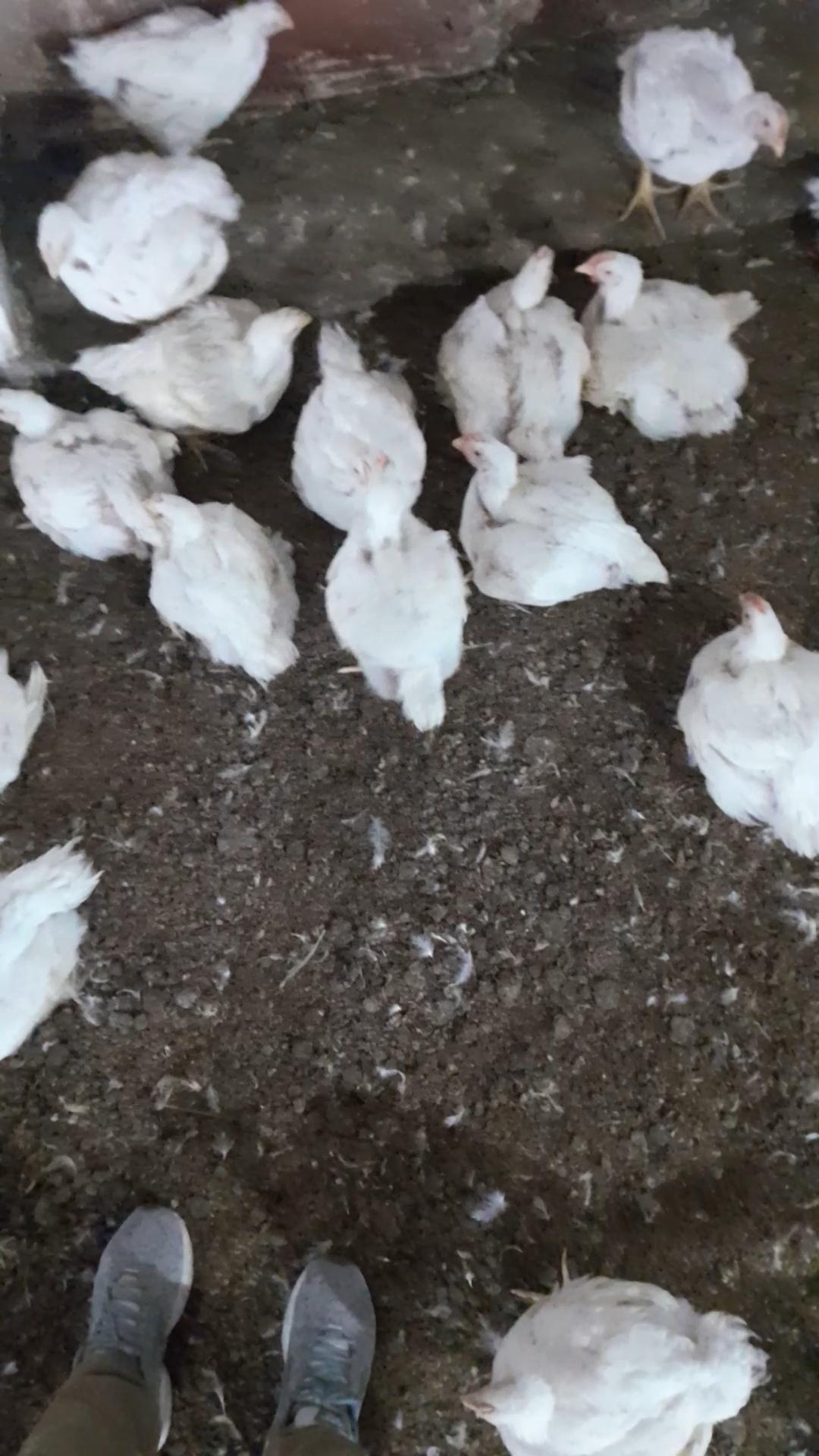 Cam_1 Object Detection Dataset by nust