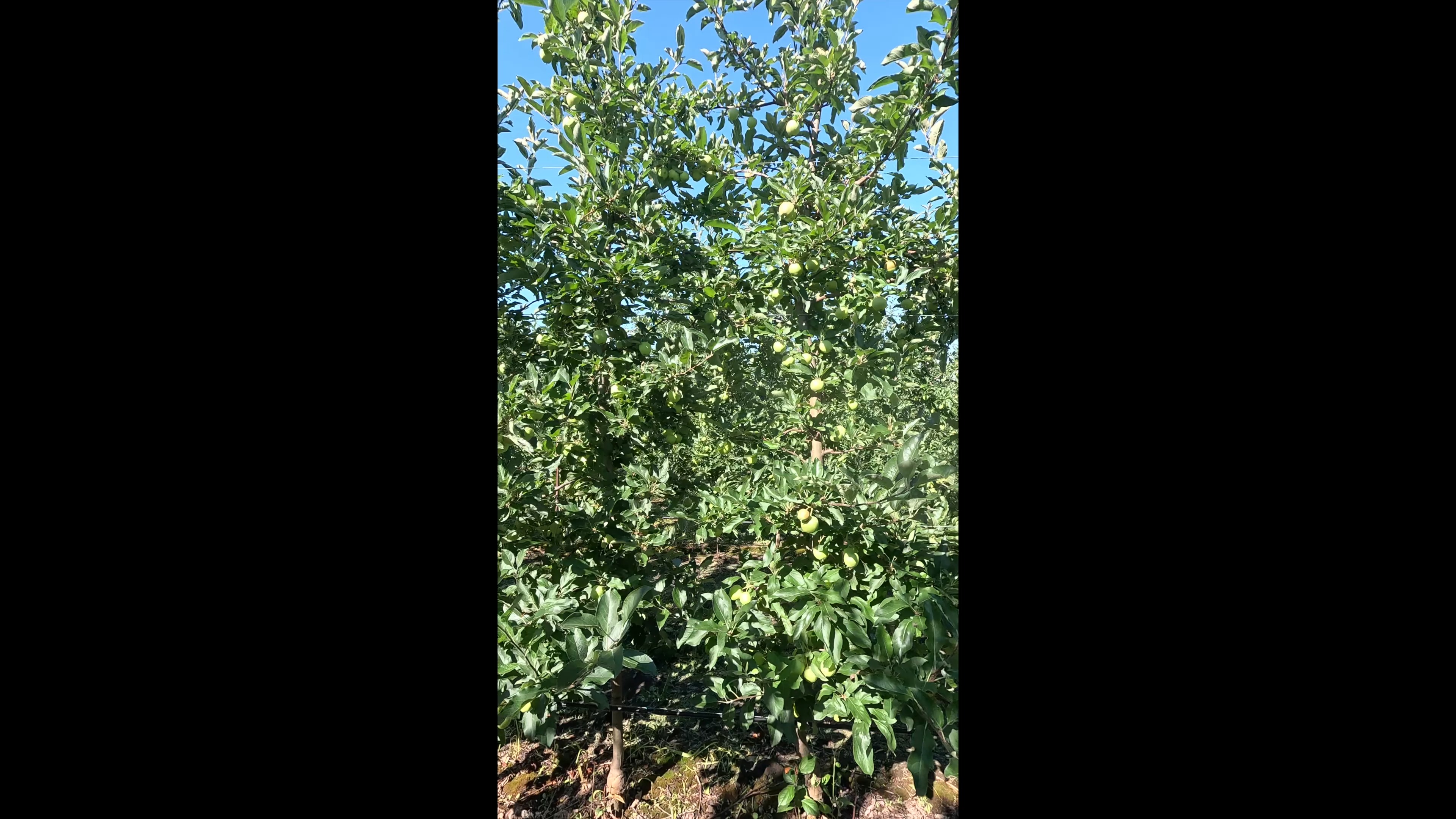 Test Object Detection Dataset by ZSFINAL3