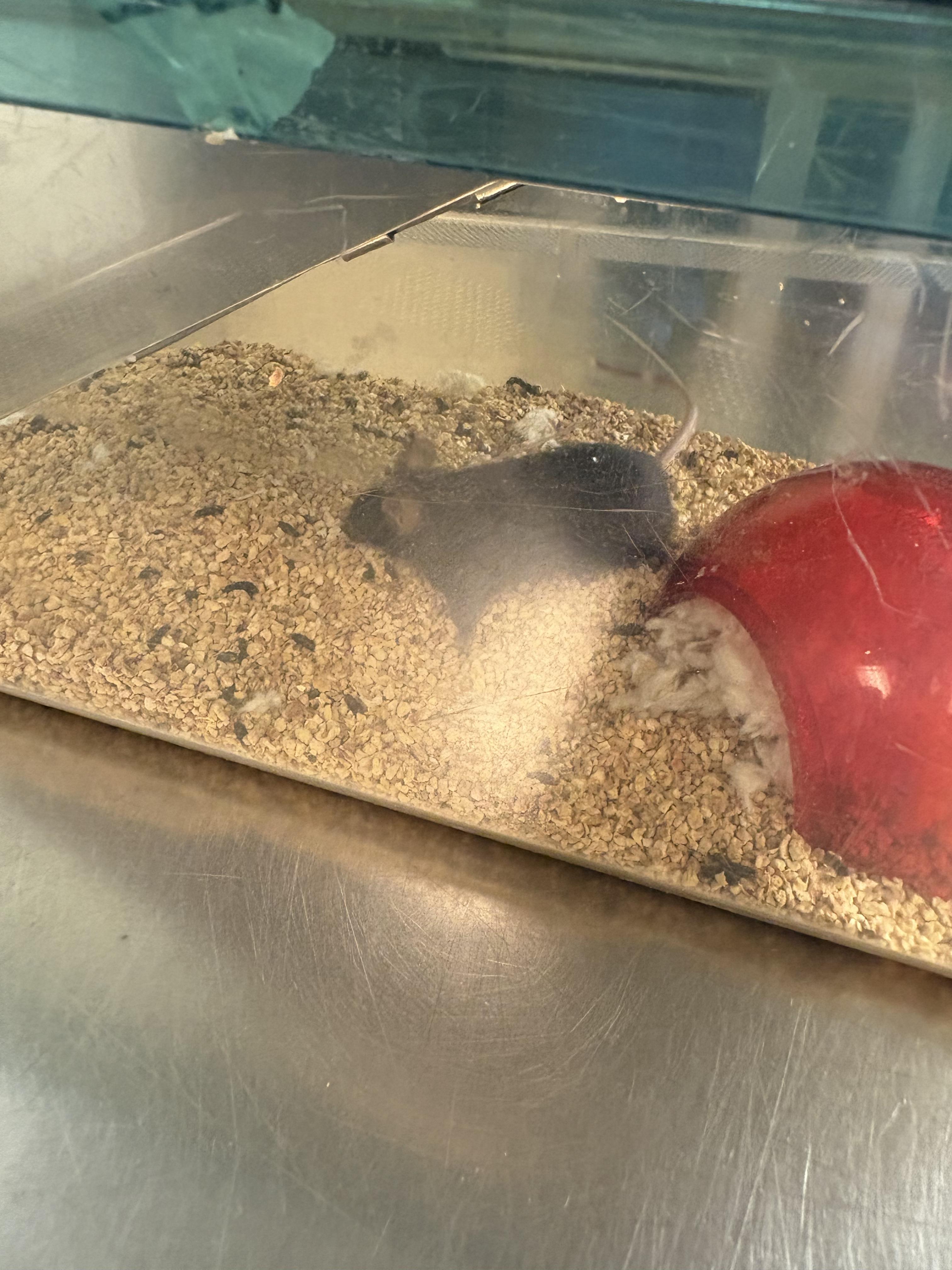 Sheehan Lab - Roboflow Universe