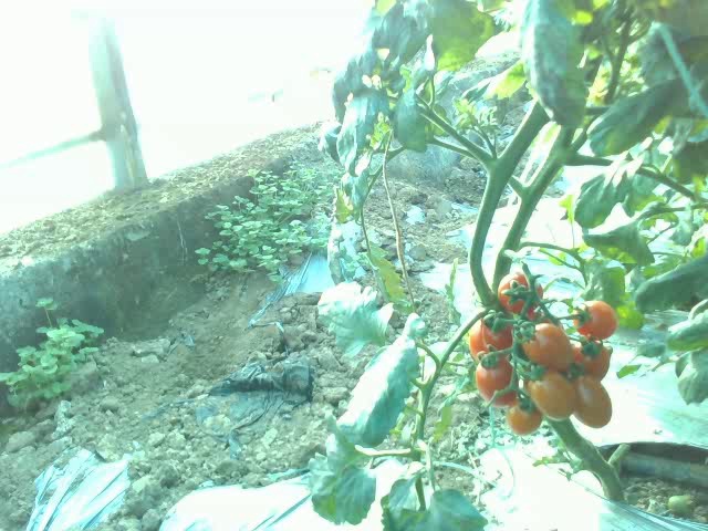 Yolov5 Object Detection Dataset By Zhang