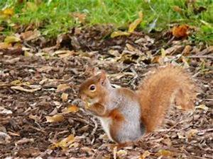 squirrel2 - Roboflow Universe