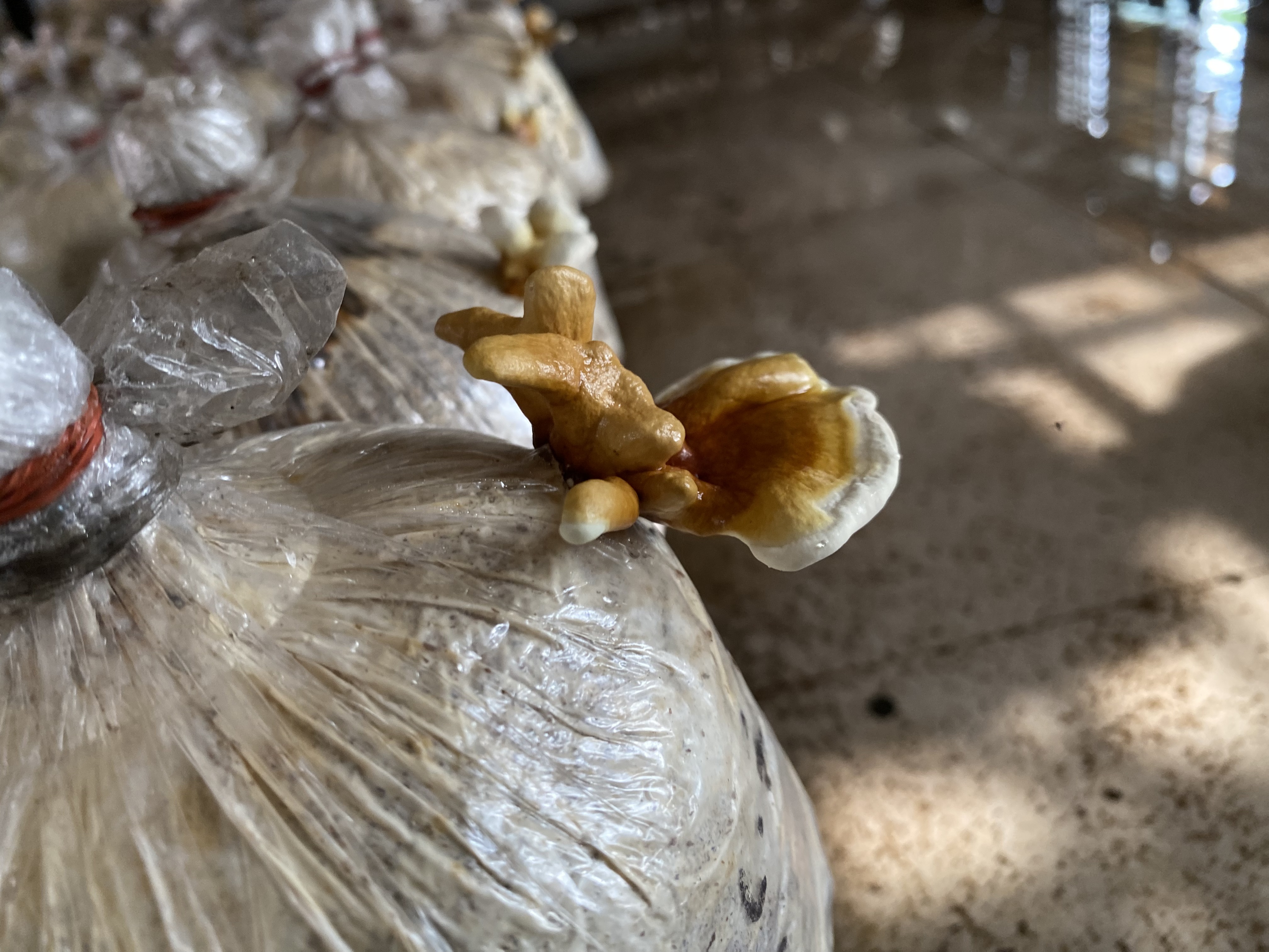 Mashroom-annotated-dis-datset Object Detection Dataset by Abdullah