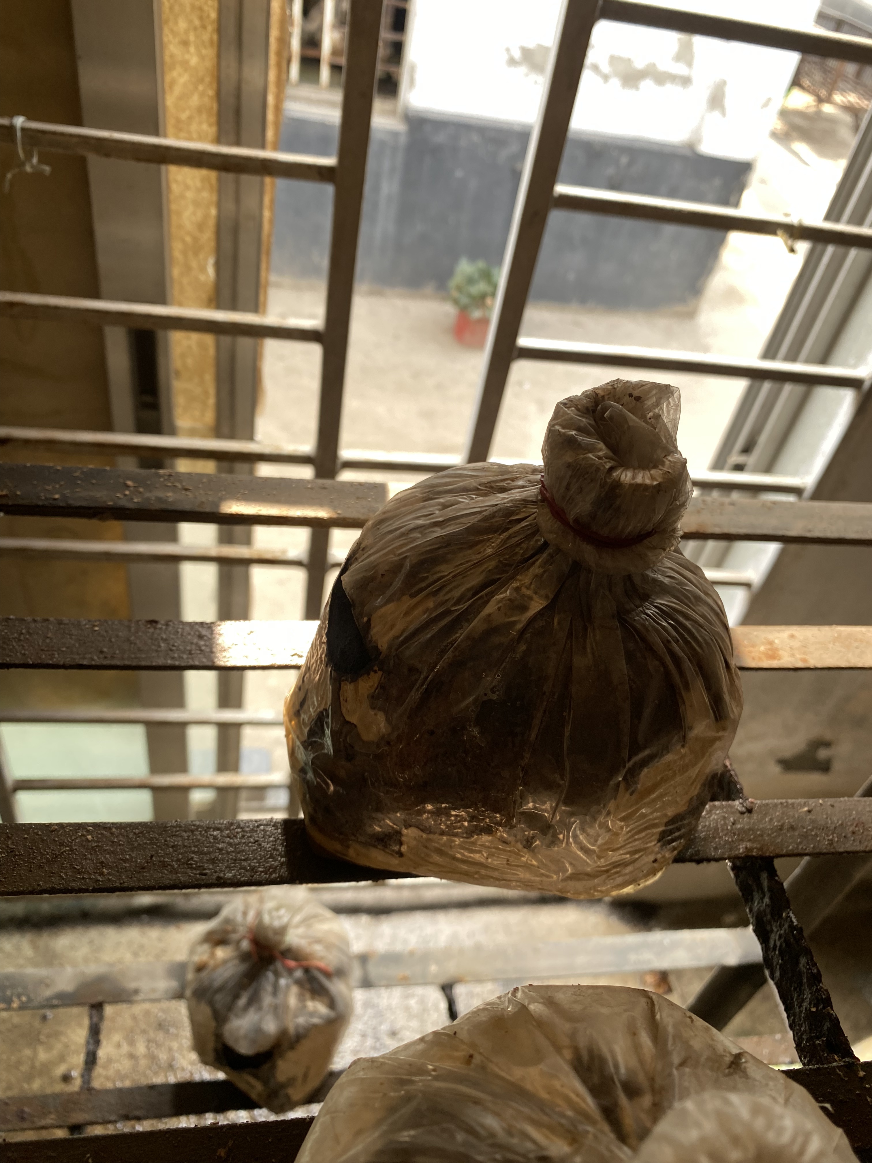 Mushroom Diseases Dataset Object Detection Model V1 2025 05 06 9 01pm By Abdullah