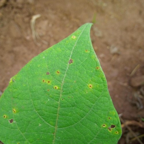 Beans Object Detection Dataset by Abdullah