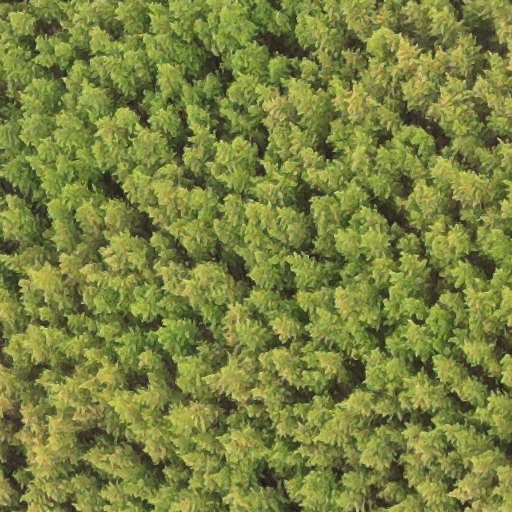 Japanese Cedar Classification Dataset by bamboo