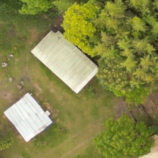 Japanese Cedar Classification Dataset by bamboo