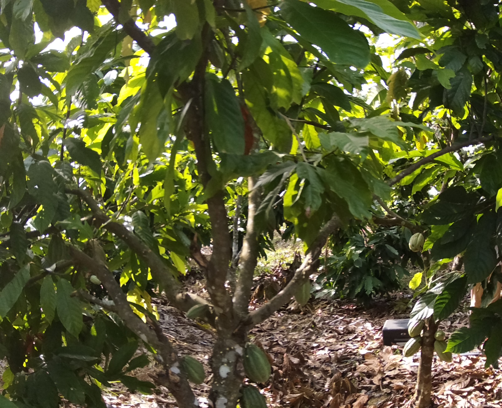 capstone1 Object Detection Dataset by vinati