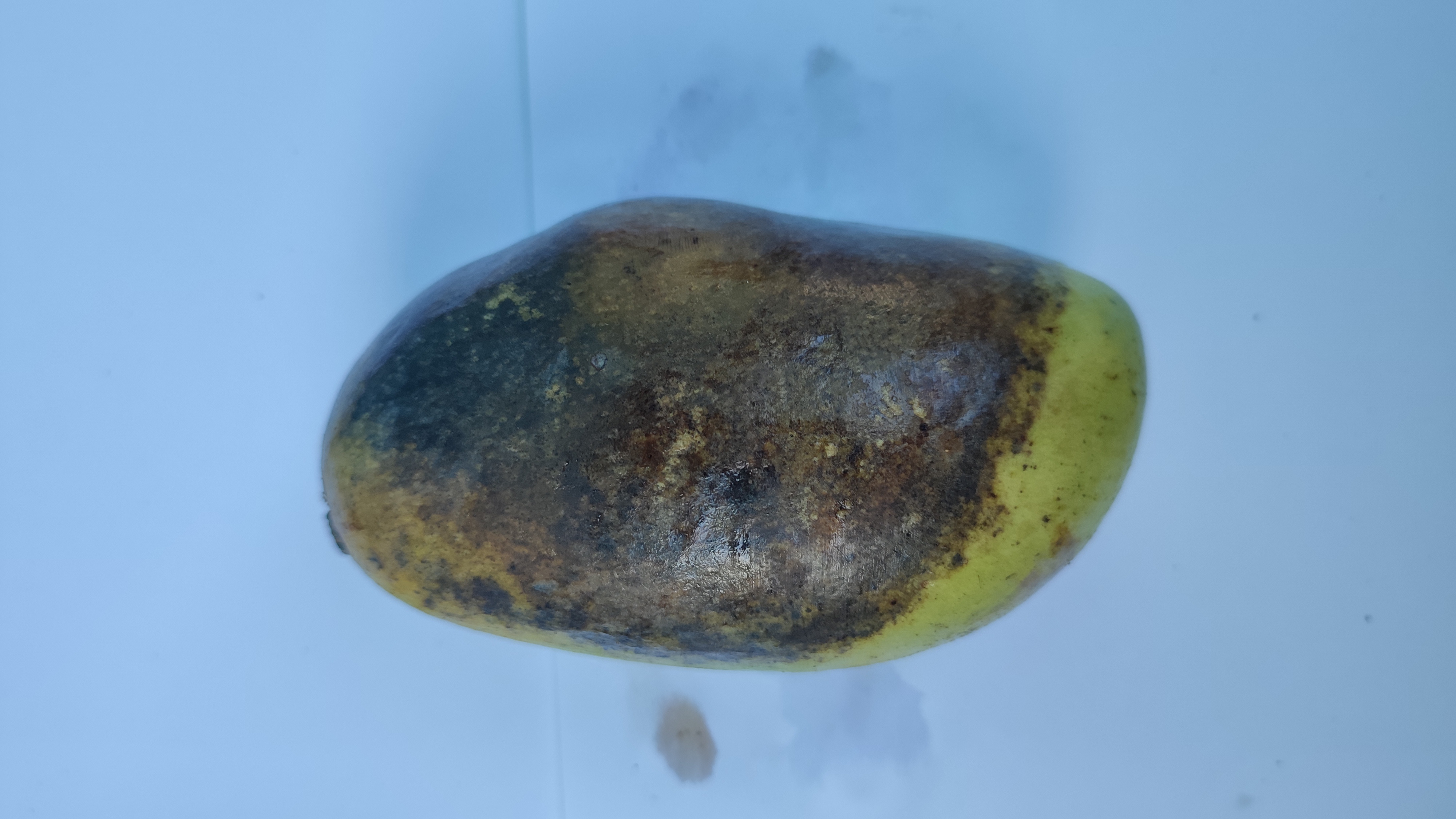 Mango Carabao Detection Object Detection Dataset And Pre Trained Model