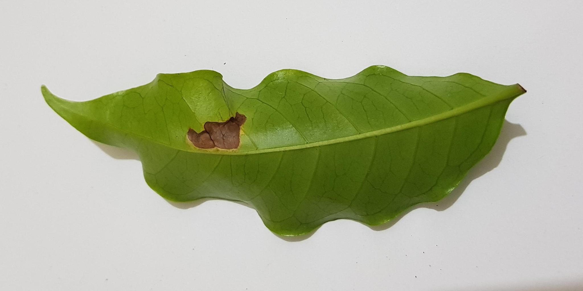 Coffee Leaf Disease - Roboflow Universe