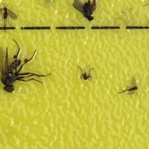 koppert (koppert-lttyl) - Roboflow Universe