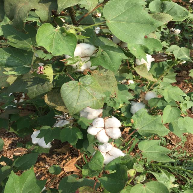 Cotton Bud Detection Object Detection Model by Narendar Singh