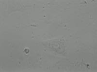 How to Use the NIH-3T3_40X_cell Instance Segmentation API