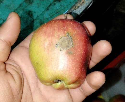 APPLE GRADING Object Detection Dataset by machinelearning