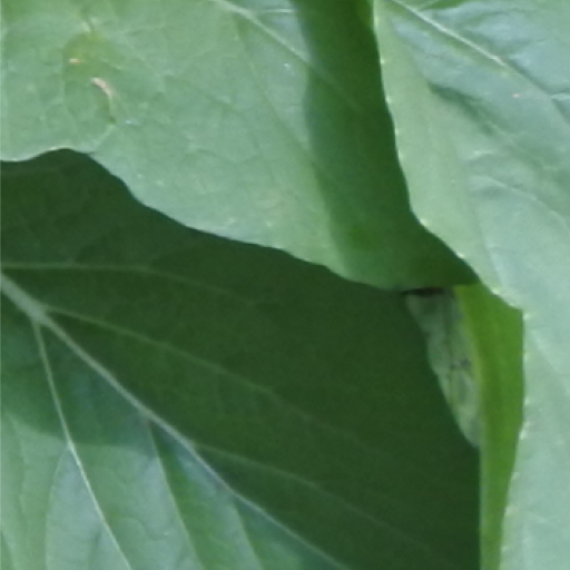 Deteksi Hama Object Detection Dataset and Pre-Trained Model by Geren ...