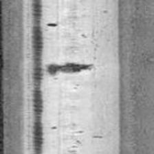 RAY Object Detection Dataset by Business