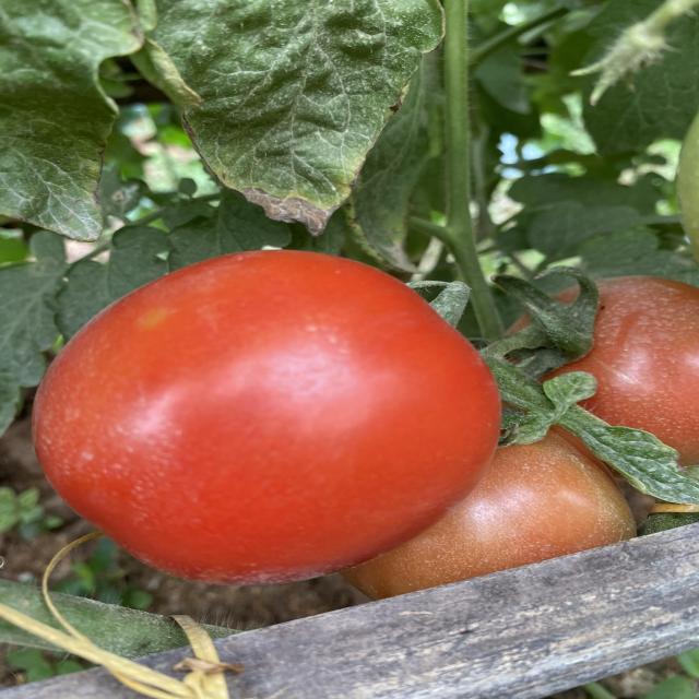 Tomato Dataset Object Detection Dataset By H