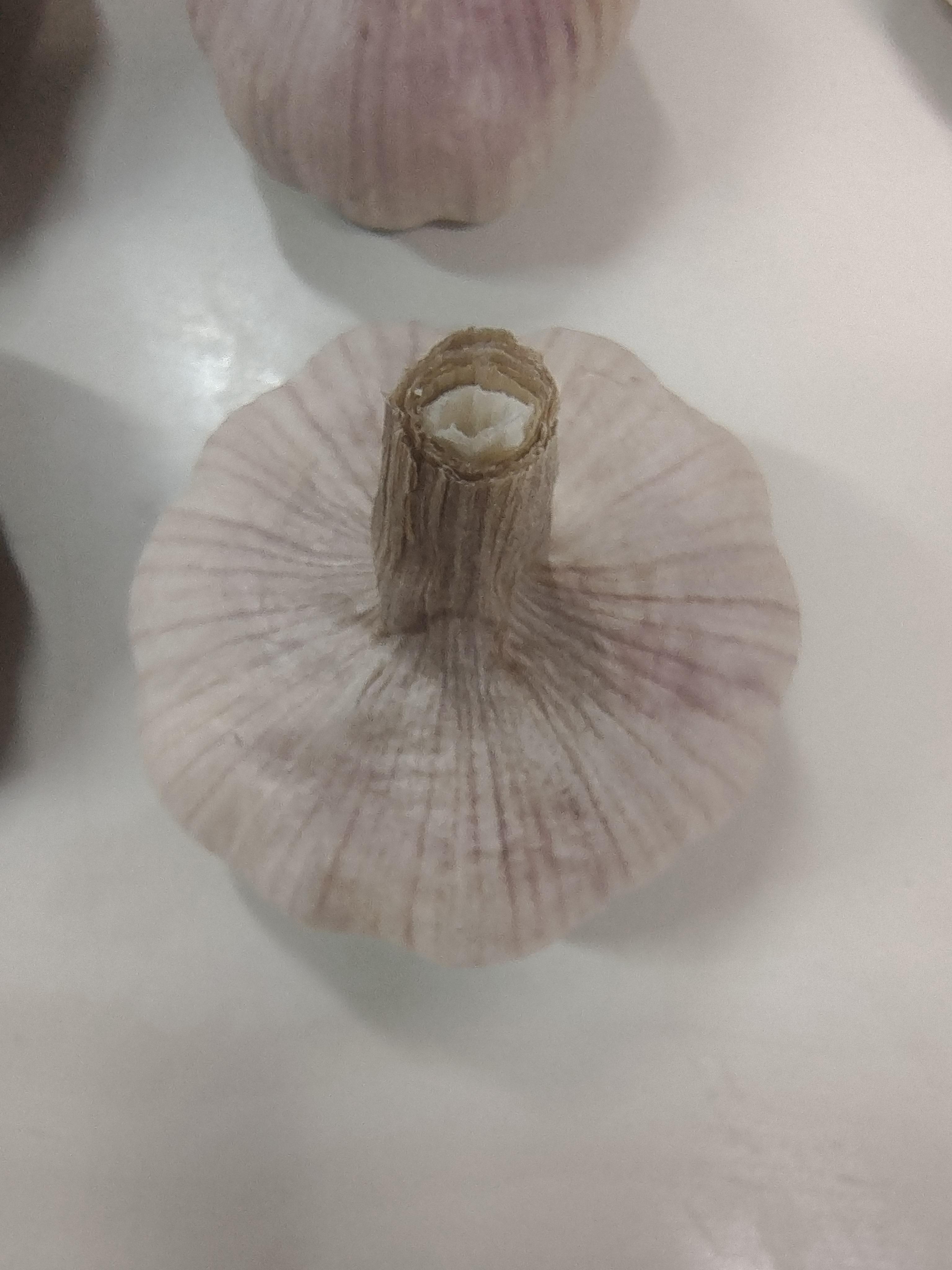 garlic_test Object Detection Dataset by workplace