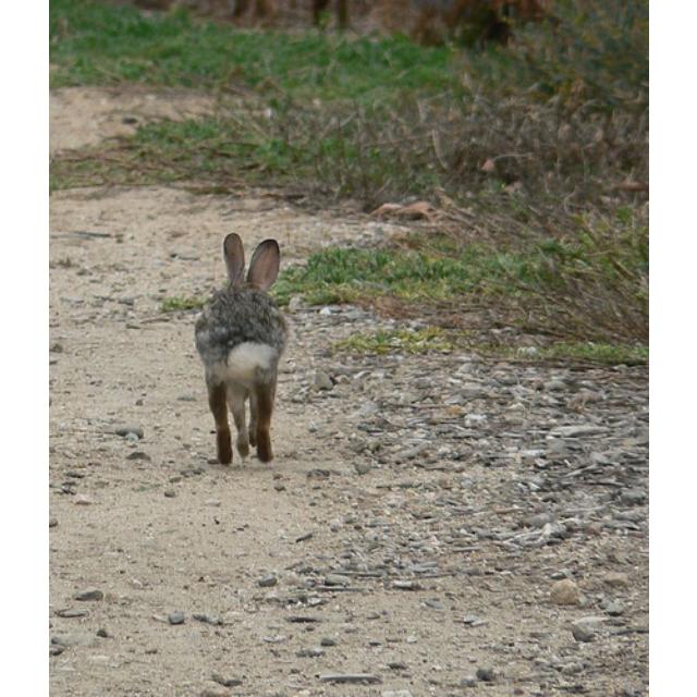 Rat detect Object Detection Model by TINY ML PROJECT