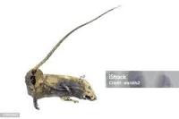 TINY ML PROJECT - Roboflow Universe