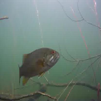 Fish Tracker Object Detection Model by Fish Counter